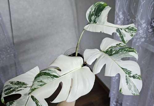 Монстера Alba variegata (Альба вариегатная)