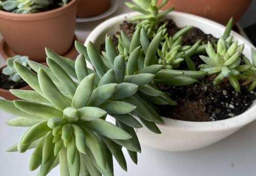 Sedum morganianum magnum очиток)