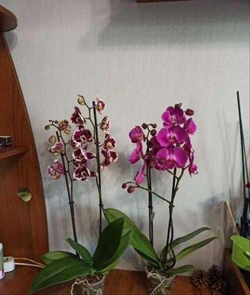 Орхидея фаленопсис Neptune, Мurcia
