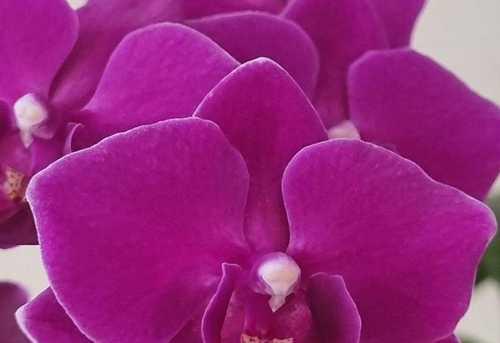 Орхидея фаленопсис мини цветет