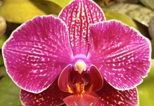 Орхидея фаленопсис I-Hsin Cerry Bomb