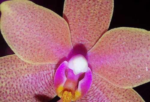 Орхидея фаленопсис Nina 9