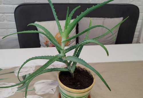 Комнатное растение алоэ в керамическом горшке