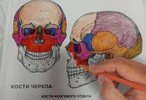 Элсон, Кэпит: Анатомия человека. Атлас-раскраска