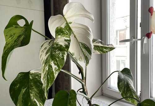 Монстера вариегатная Монстера Альба Monstera Alba