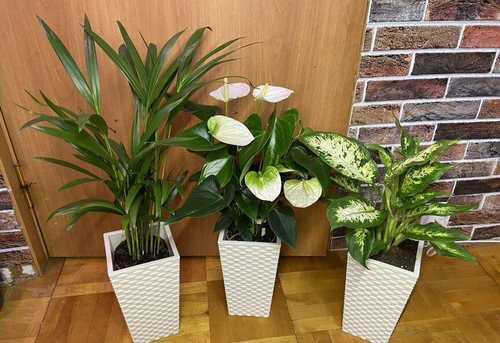 Набор растений для дома и офиса вгоршках