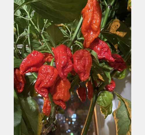 Семена перцы Carolina reaper