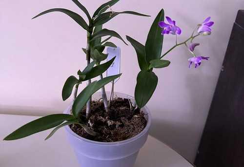Орхидея дендробиум Кинга 5 укорененных черенков