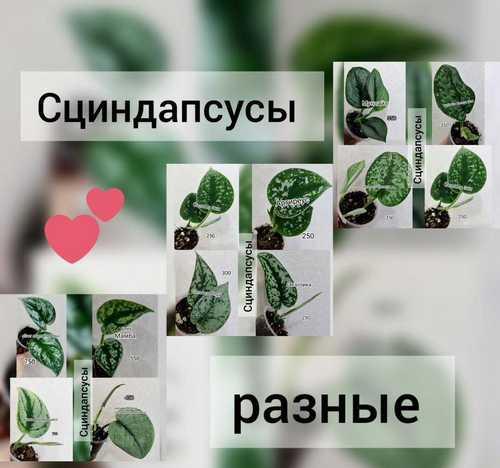 Сциндапсусы сортовые