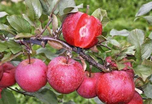 Саженцы яблони красномясной Тринити