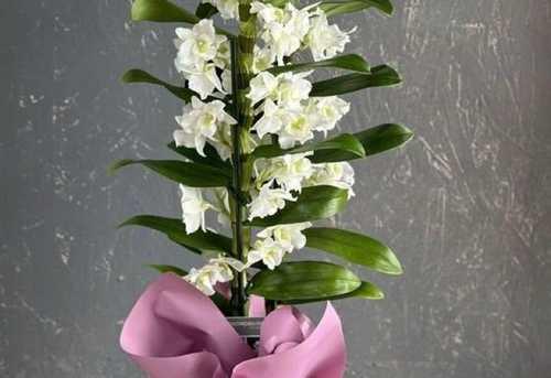 Орхидея дендробиум белая Dendrobium Доставка