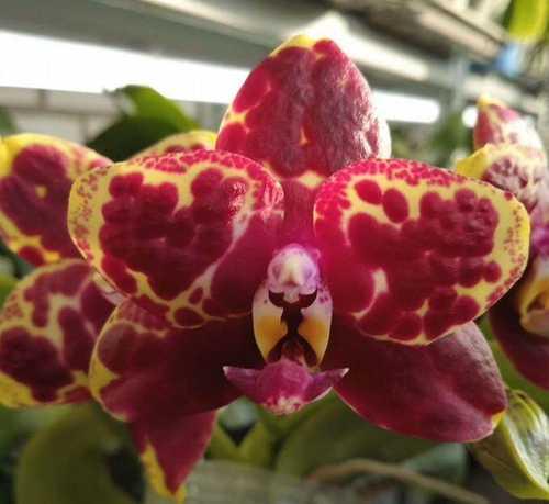 Орхидея фаленопсис Yaphon Black Rouse