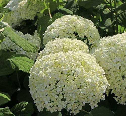 Hortensie Rispenhortensie Whitelight