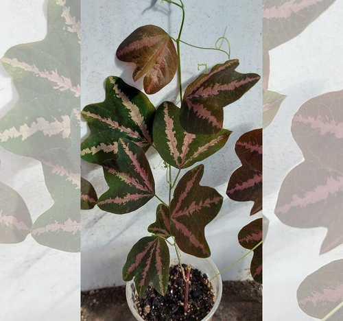 Пассифлора вариегатная трехполосная Trifasciata