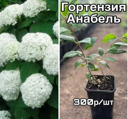 Гортензия Анабель