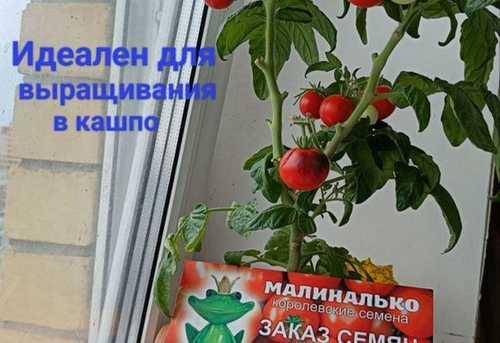 Комнатный томат Blau Zimmertomate