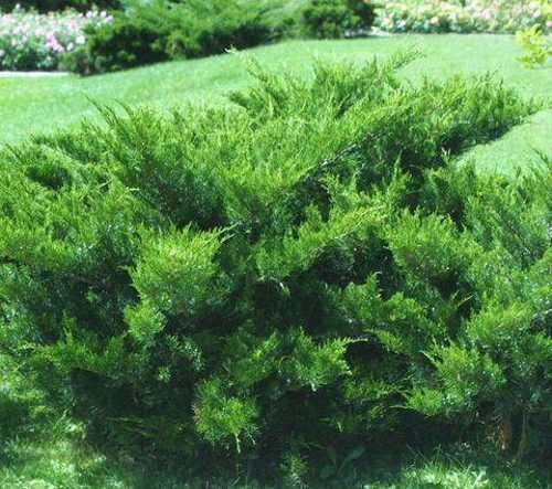 Можжевельник Пфитцера Минт Джулеп (Juniperus x pf