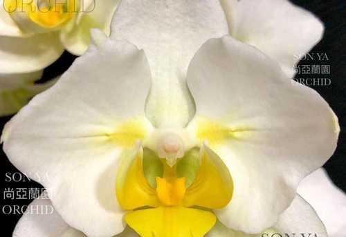 Орхидея бабочка-пелор белая son ya