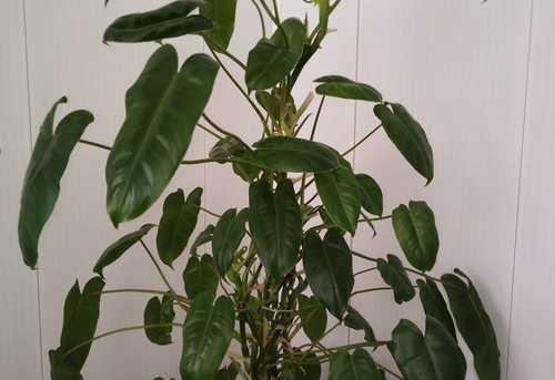 Филодендрон бурлемаркс,каланхоэ,комнатные растения
