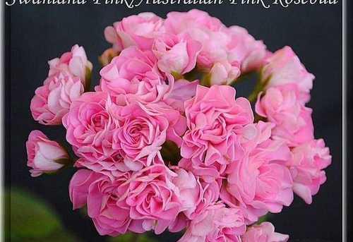 Пеларгония сортовая Australian Pink Rosebud