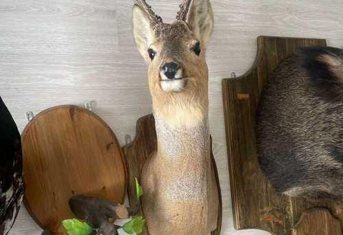 Чучело косули