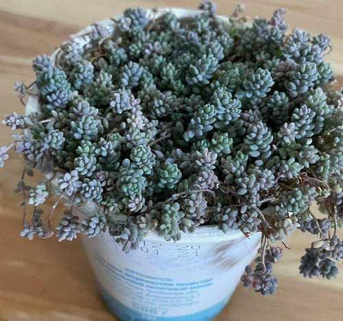 Очиток густолистый (Sedum Dasyphyllum) Седум Дасиф