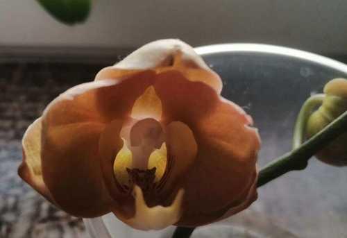 Орхидея фаленопсис Карина или Африканский закат