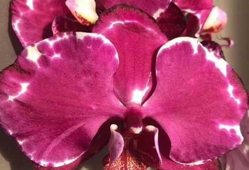 Орхидея фаленопсис "Мальвина"