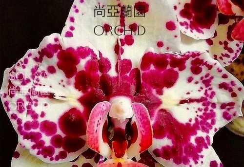 Орхидея фаленопсис бабочка son ya
