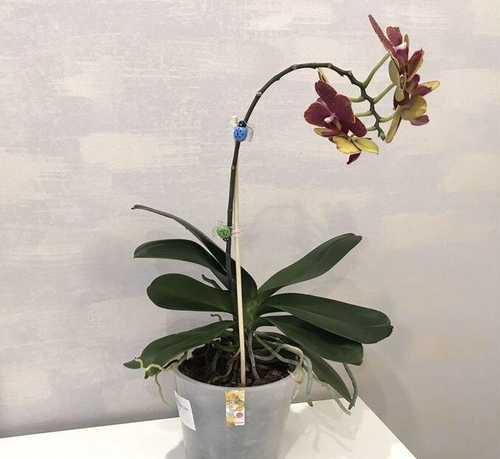 Орхидея Phal. I-Hsin Claire взрослое растение