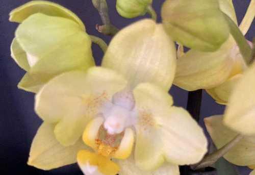 Орхидея фаленопсис "бабочка"