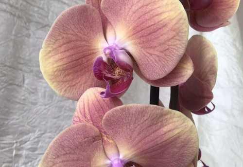 Орхидея фаленопсис Голден эппл (Золотое яблоко)