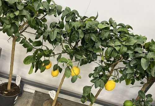 Большое сочное лимонное дерево / лимон 130 см