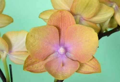 Орхидея Phal. JC128
