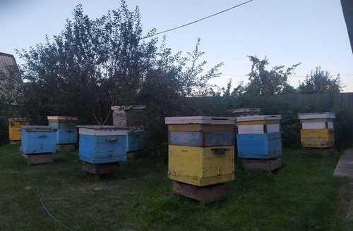 Продам мед с собственной пасеки