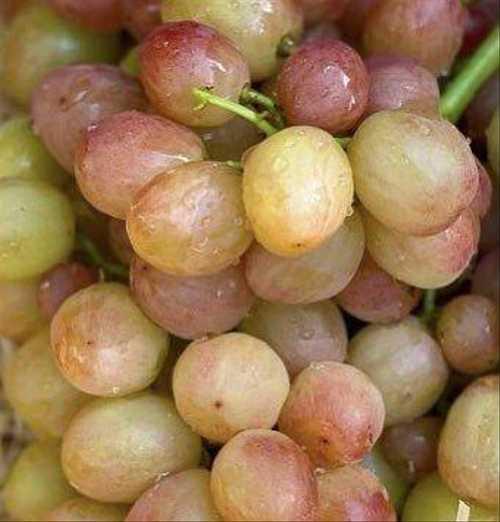 Саженцы винограда Смешарики