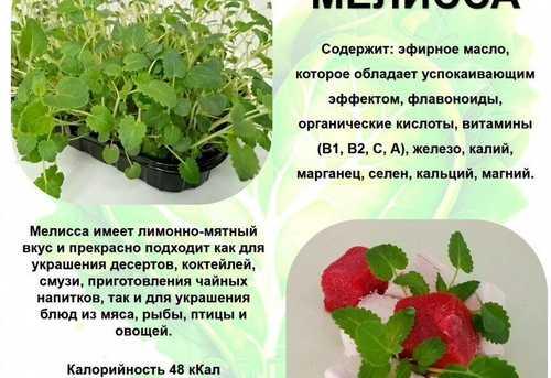 Мелисса / Микрозелень