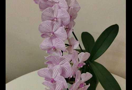 Орхидея биг лип