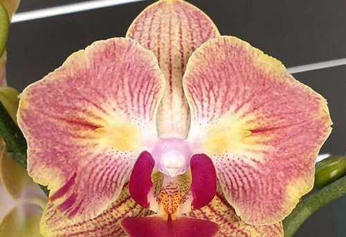 Орхидея Fuller's Gold Stripe '458' (peloric - 2 ey