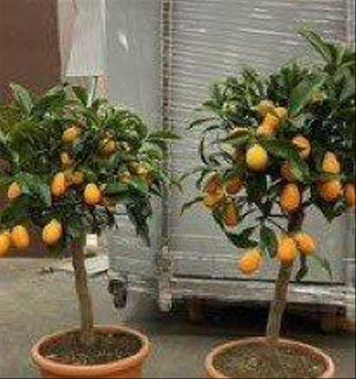 Комнатное лимонное мандариновое дерево /Кумкват