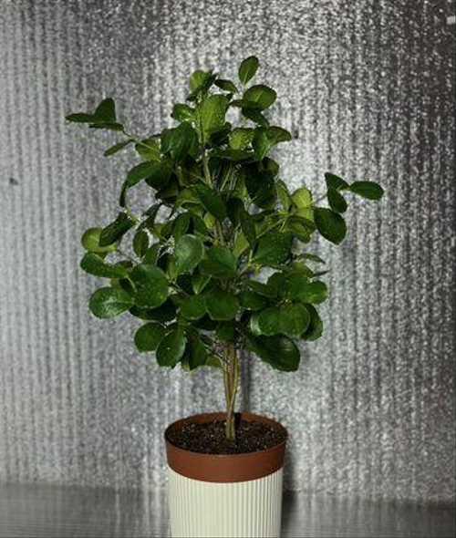 Фикус «Мокламе» (Ficus Moclame)