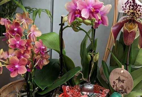 Орхидея фаленопсис/Пафиопедилум
