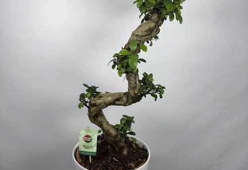 Фикус Гинсенг (Ficus Ginseng) Большой 80 см