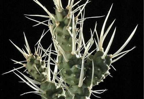Tephrocactus