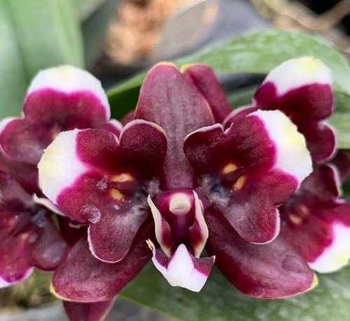 Орхидея Phal. (Yaphon Perfume Taida Pearl) 'ES-2