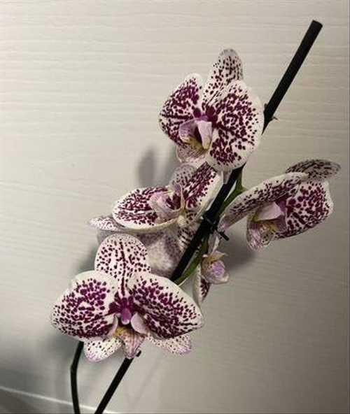 Орхидея фаленопсис Сангрия