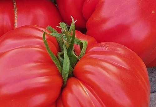 Семена томата Сицилийское блюдо
