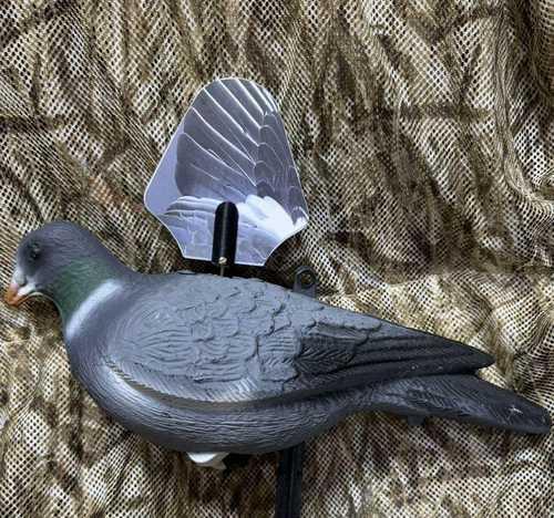 Чучело голубя вяхирь махокрыл