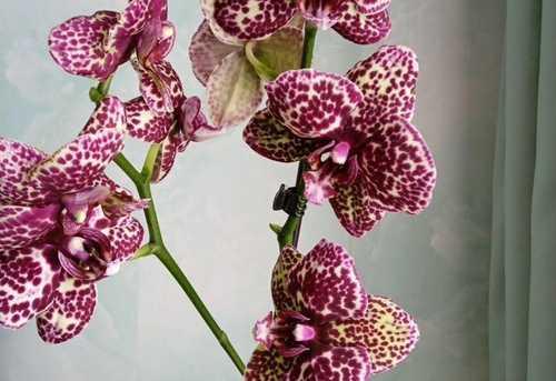 Орхидея фаленопсис Дикий кот