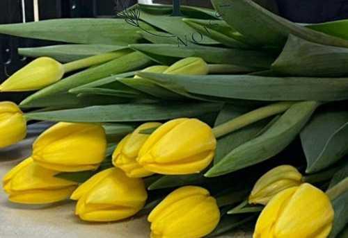 Сортовые тюльпаны к 8 марта